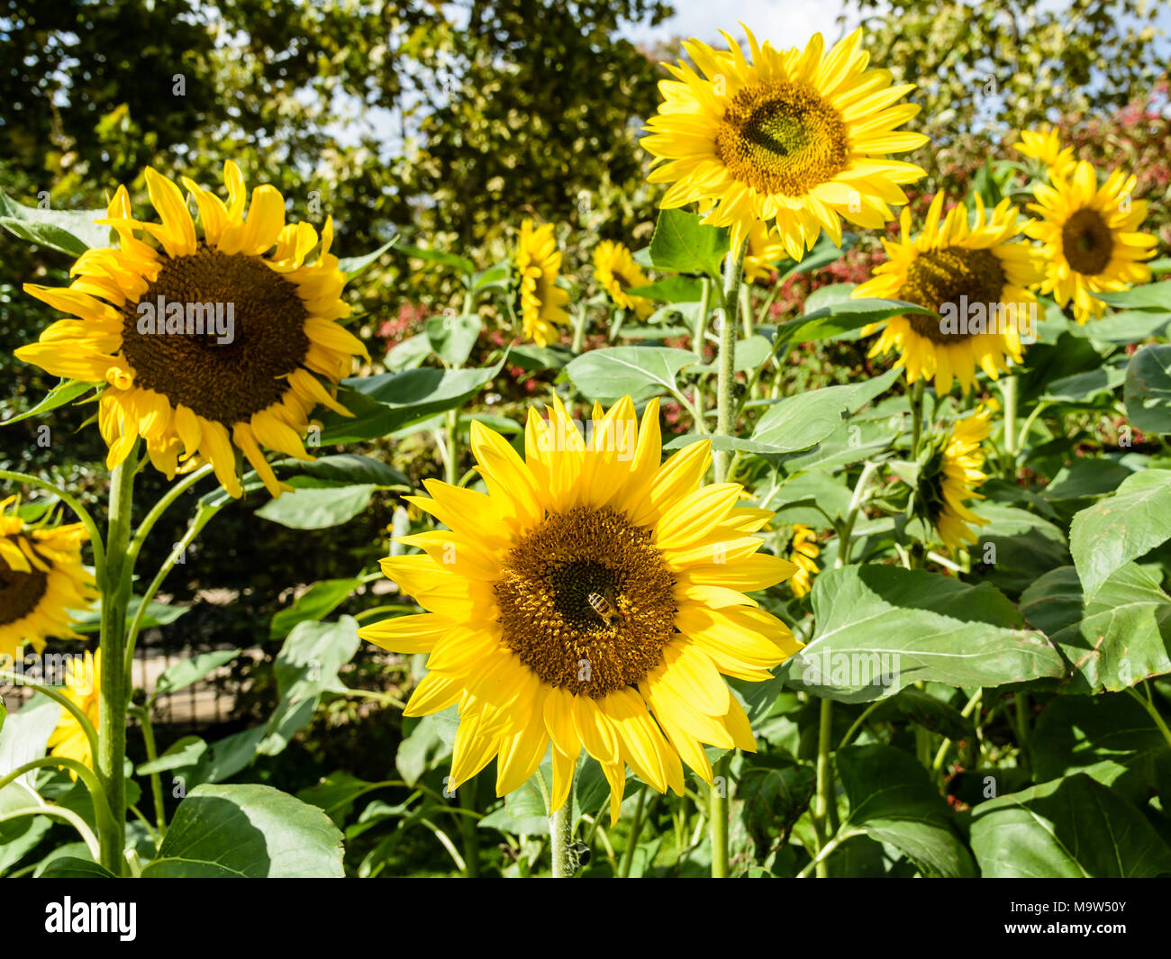 Front view of sunflowers in the sunshine with a bee feeding from the ...