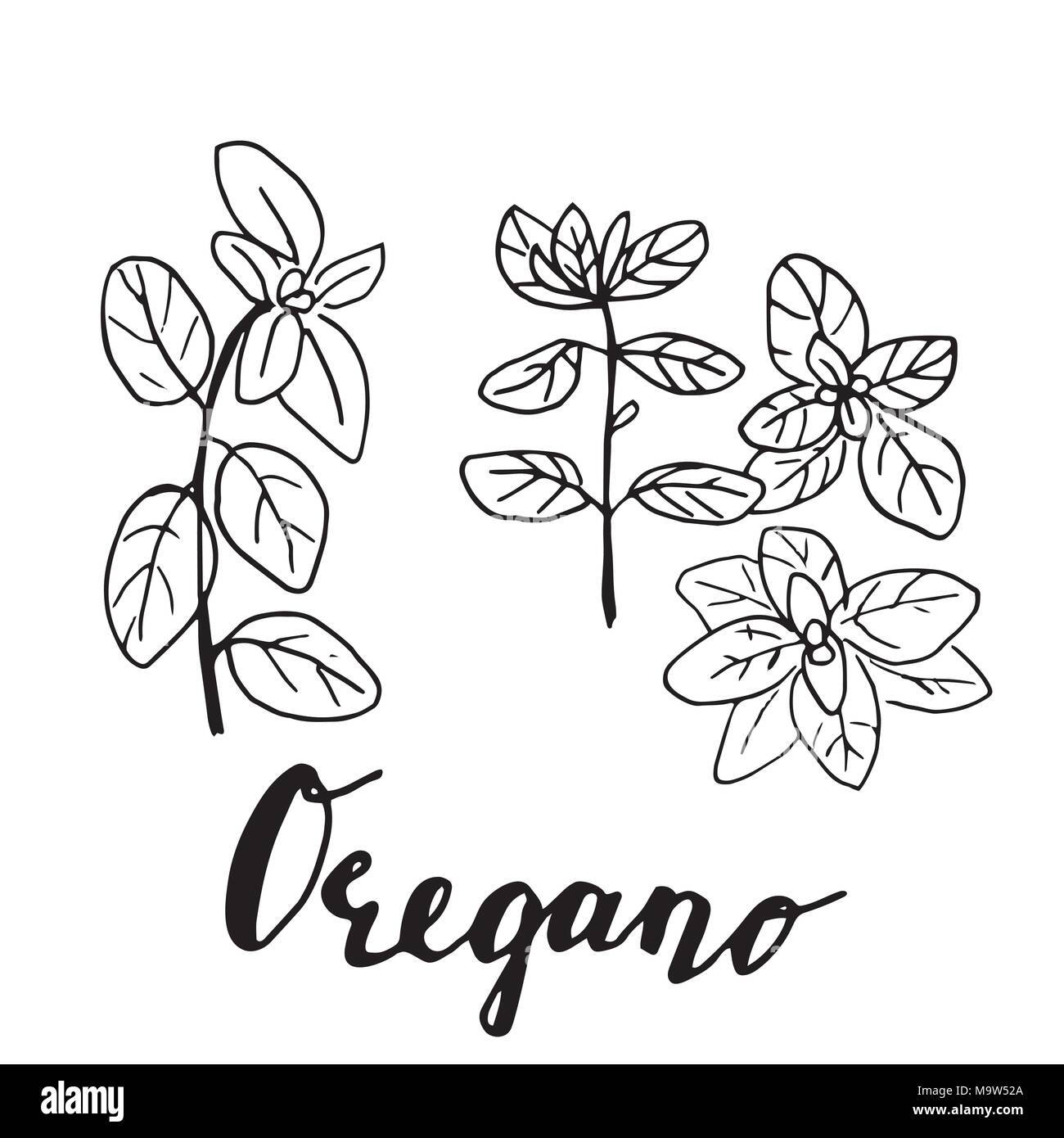 Oil and oregano Stock Vector Images - Alamy
