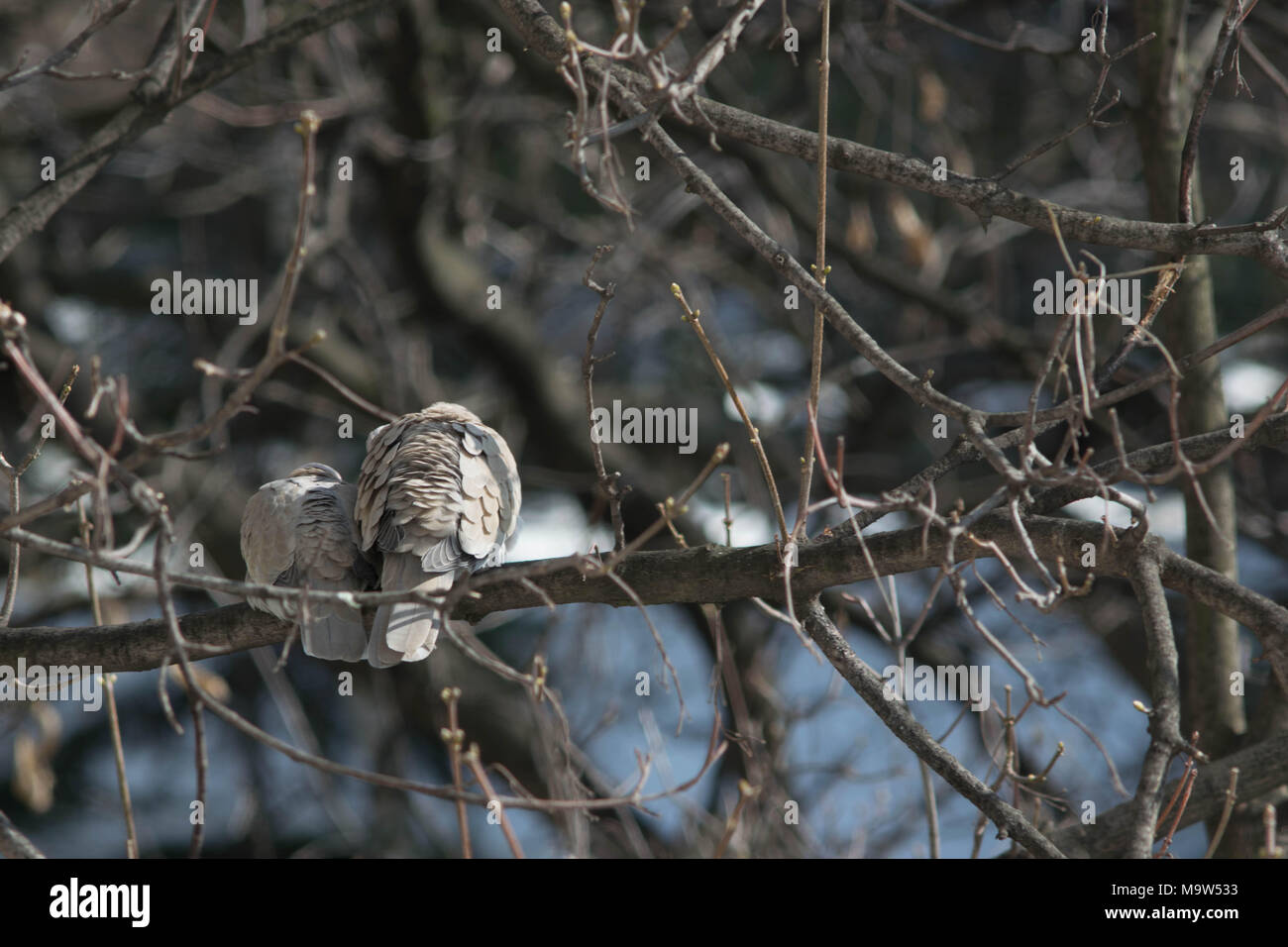 Plump pigeons hi-res stock photography and images - Alamy
