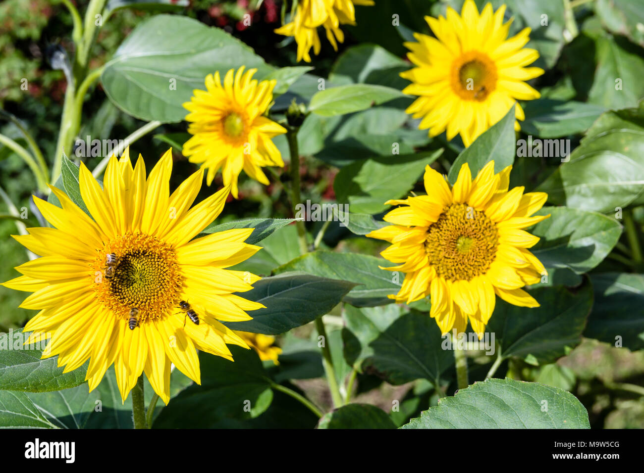 Front view of sunflowers in the sunshine with bees flying from flower ...