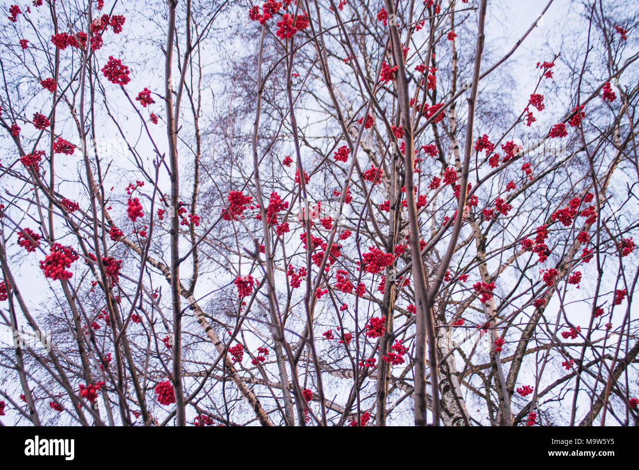 Red berry branches hi-res stock photography and images - Alamy