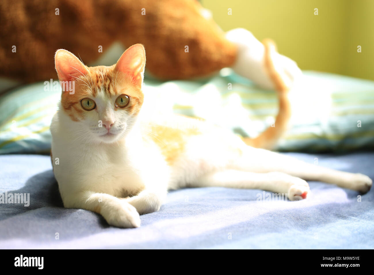 ginger cat curiously watching Stock Photo - Alamy