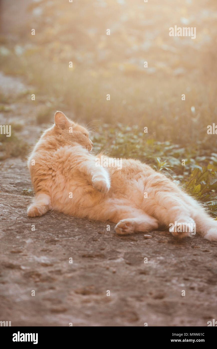 Red lazy cat lying in the sunset, cleaning herself Stock Photo - Alamy