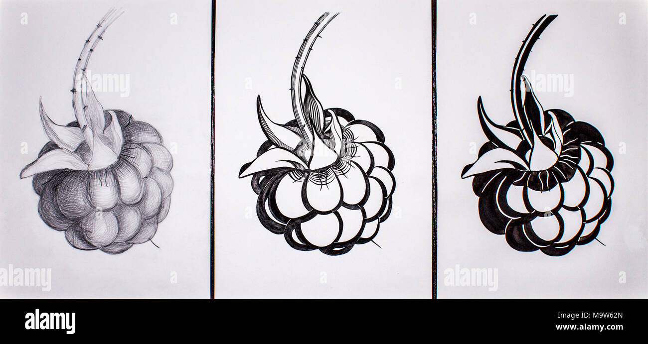 raspberry is drawn in pencil and ink in three variants Stock Photo - Alamy
