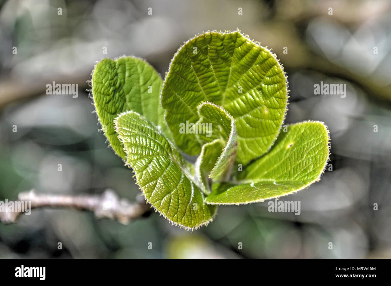 The young fresh green leaves of a hazel tree in springtime Stock Photo ...