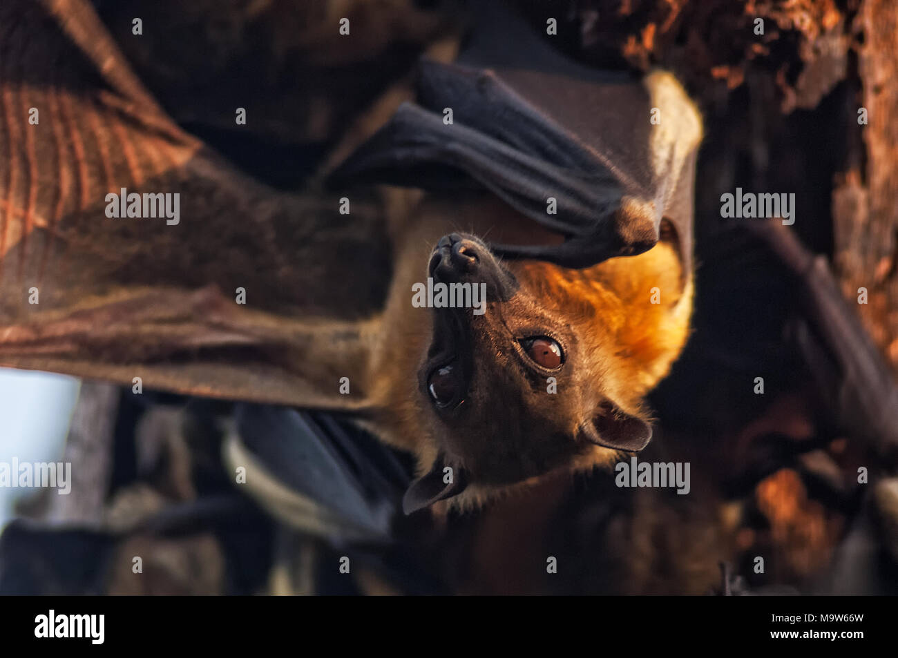 Bat hanging from tree upside down, with sunset light Stock Photo - Alamy