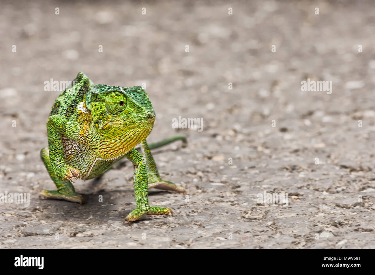 Chameleon front face hi-res stock photography and images - Alamy