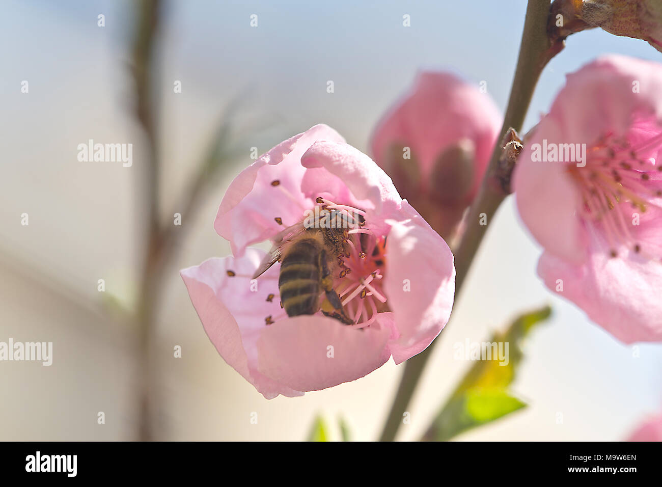 European Honey Bee - Apis Mellifera Stock Photo - Alamy
