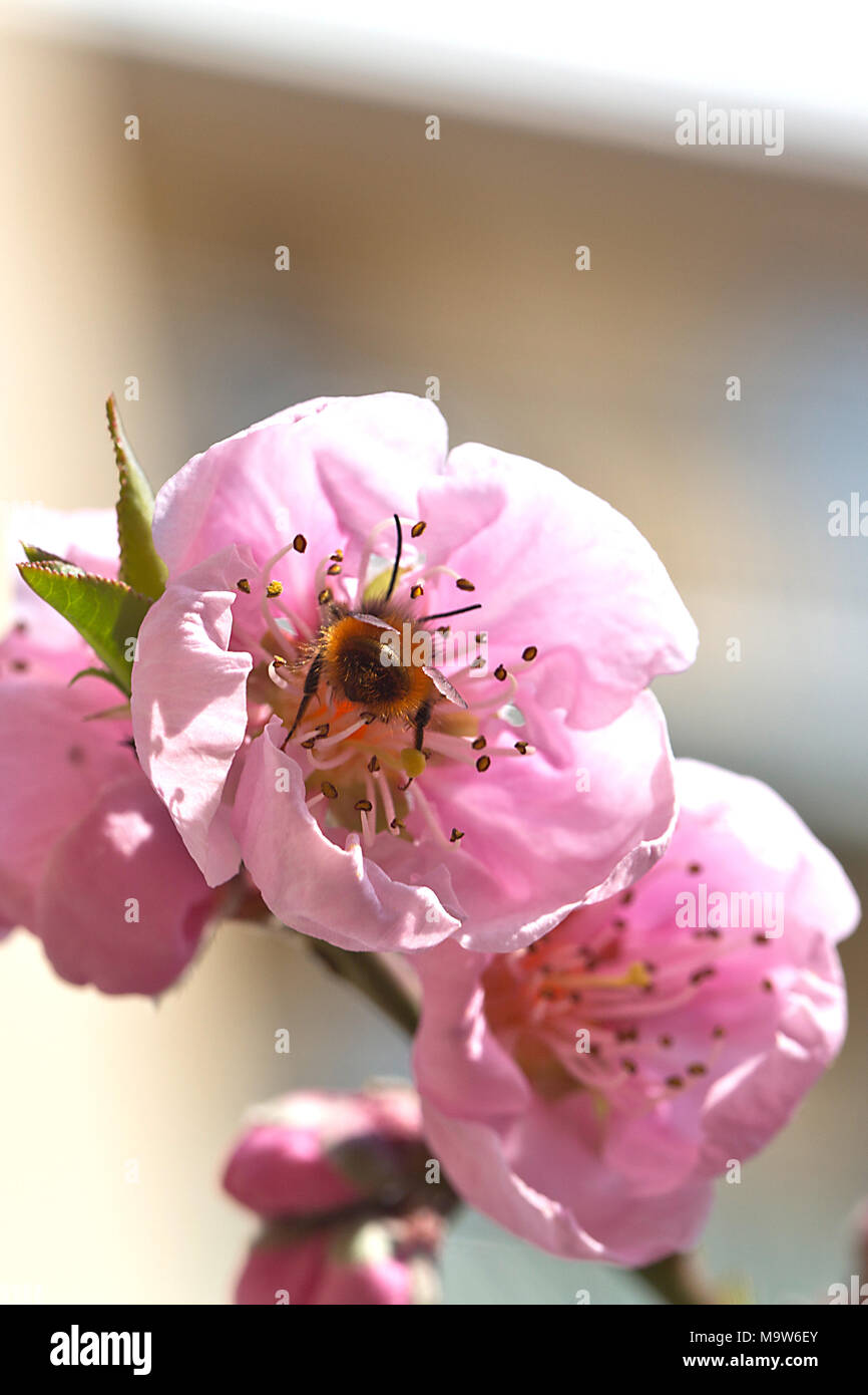 European Honey Bee - Apis Mellifera Stock Photo - Alamy