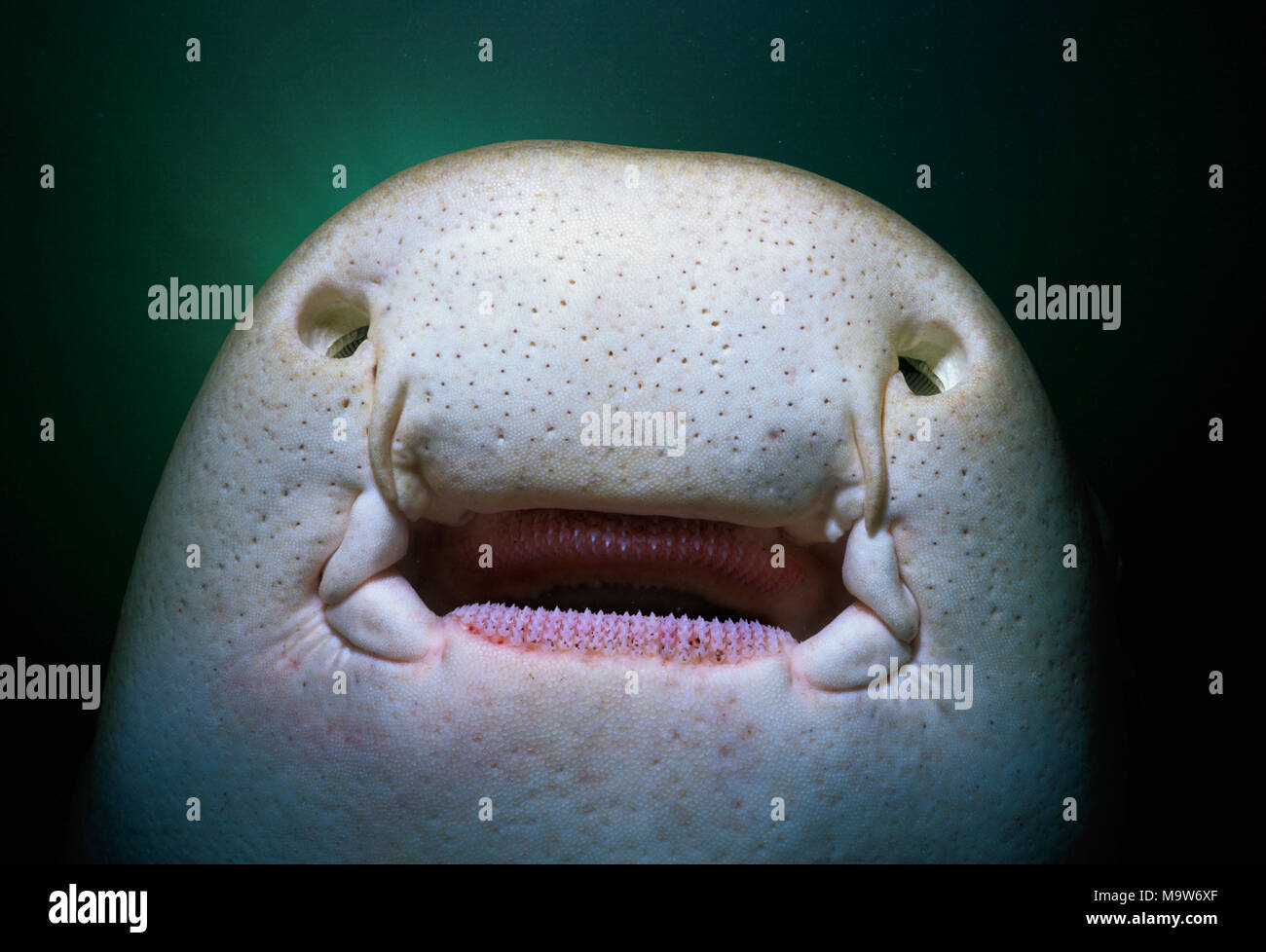 Underside of a Zebra Shark (Stegostoma fasciatum) showing mouth, teeth ...
