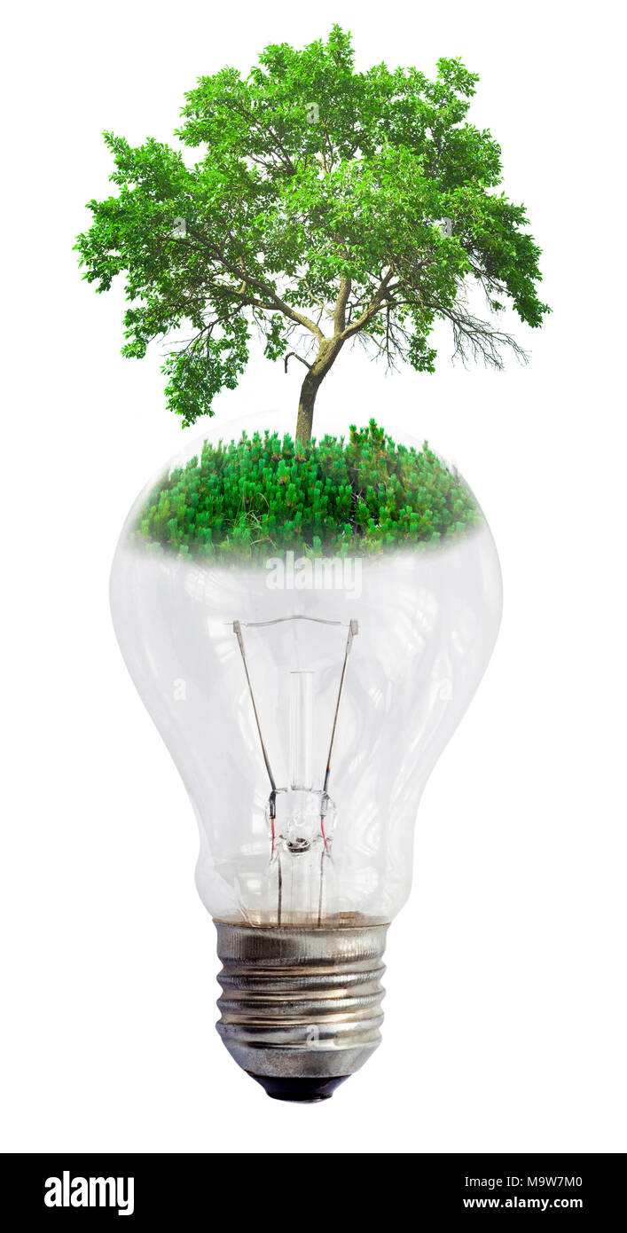 light bulb with green tree isolated on white background Stock Photo - Alamy