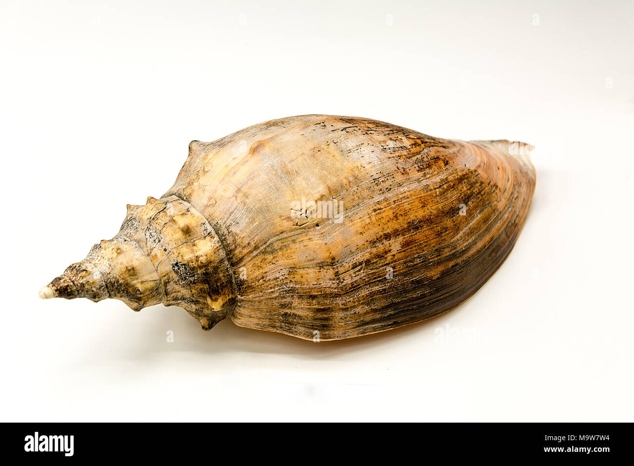 Adelomelon beckii on the white background. This marine species occurs ...