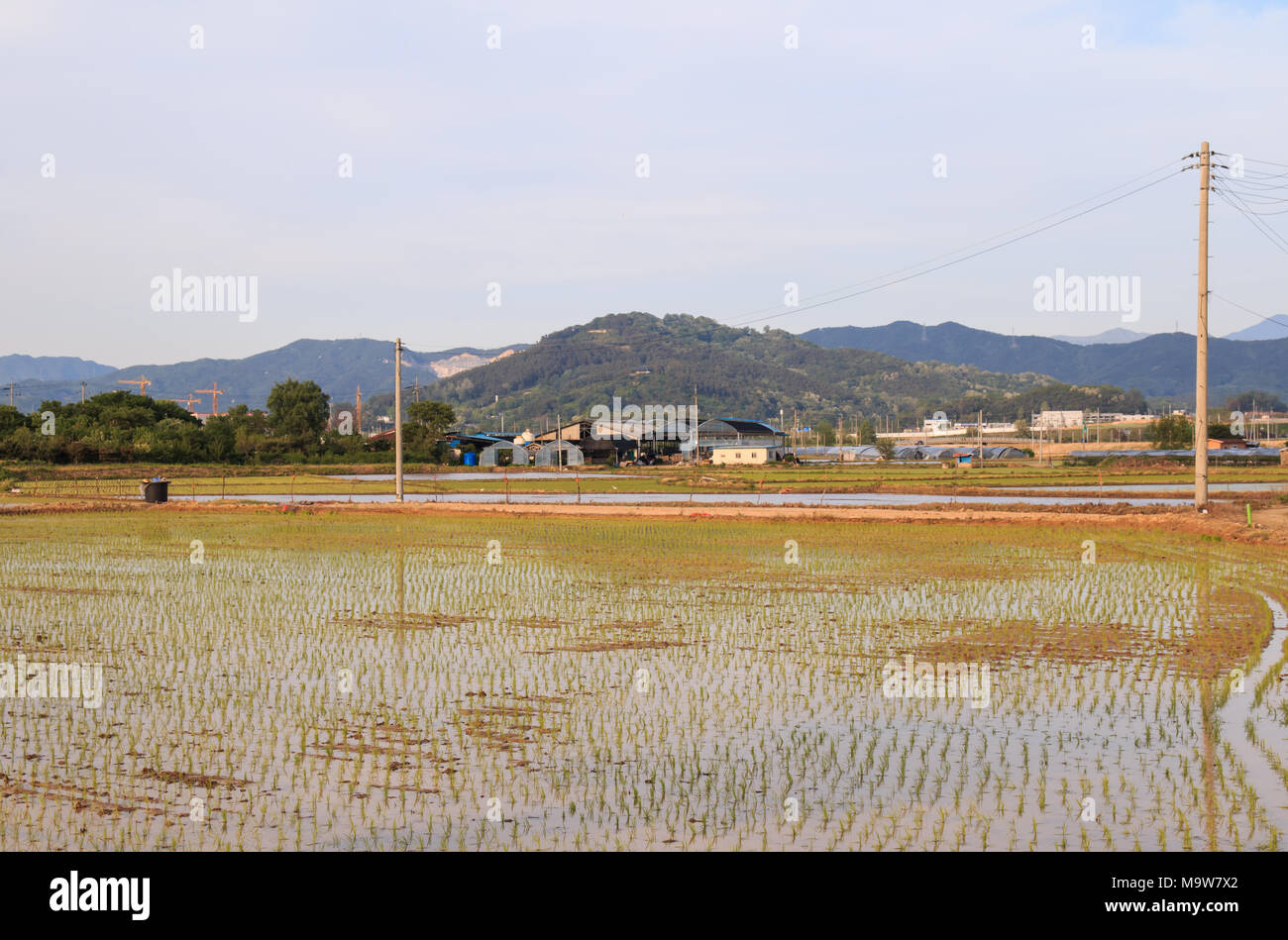 rice paddy field on a fine spring day Stock Photo - Alamy