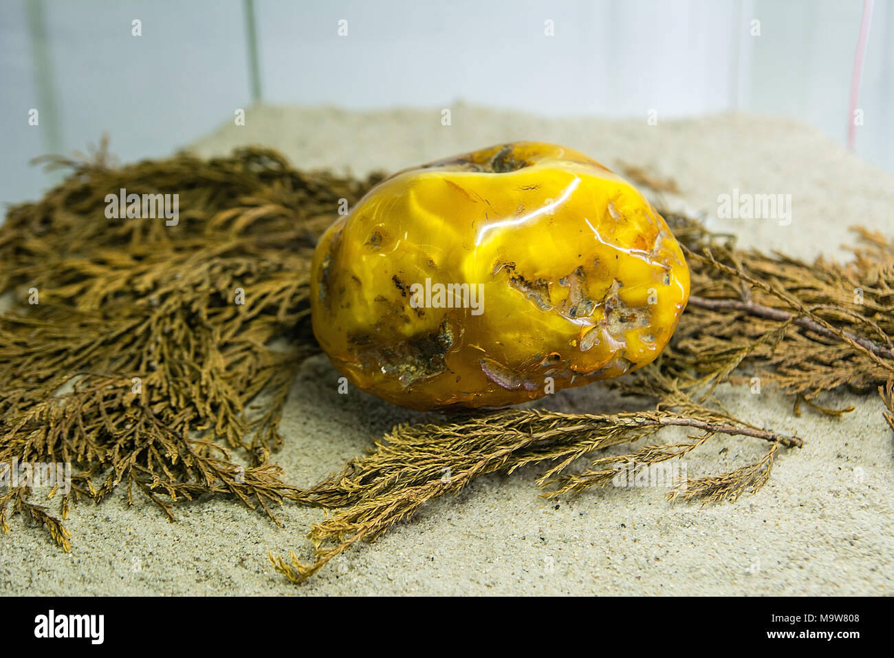 Beautiful amber from Baltic Sea Stock Photo - Alamy