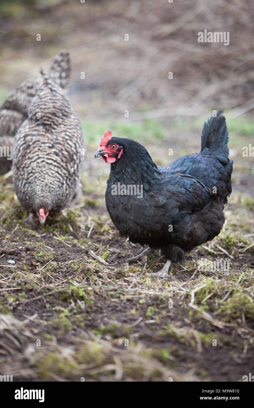 Hen scratching on the ground hi-res stock photography and images - Alamy