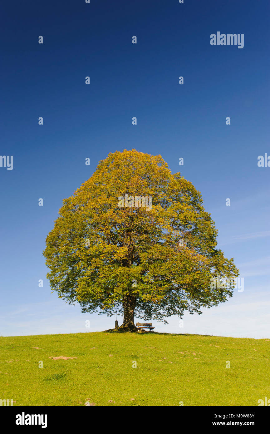 single big linden tree in field with perfect treetop Stock Photo - Alamy