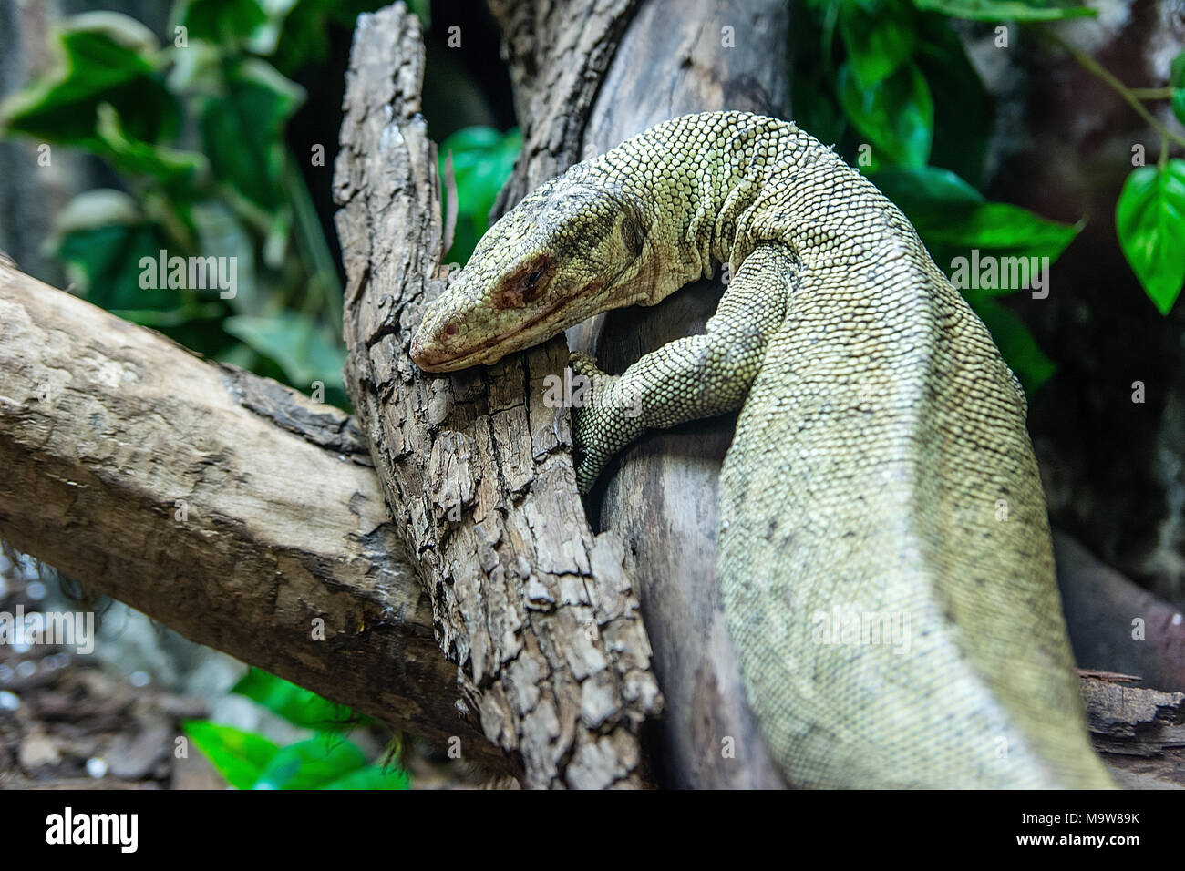 Quince monitor hi-res stock photography and images - Alamy