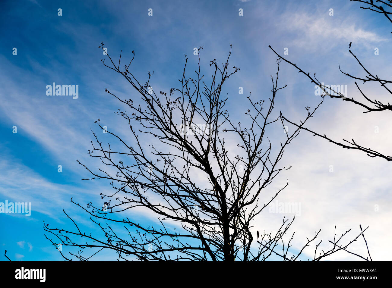 Tree Branch without leaves, autumn,winter. With sky background Stock Photo - Alamy