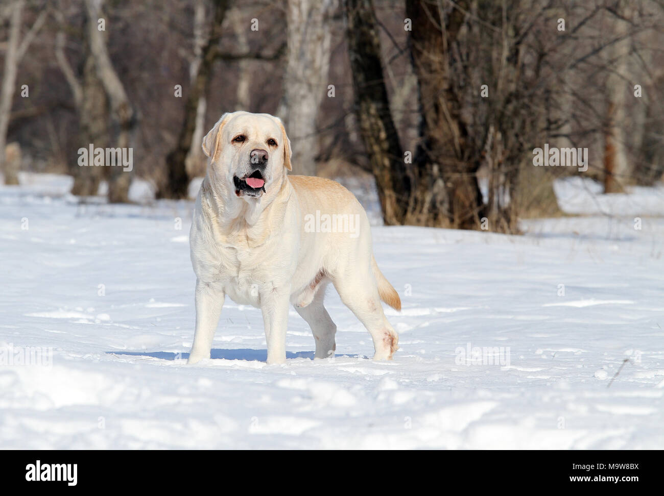 a yellow labrador in the snow in winter with portrait Stock Photo - Alamy