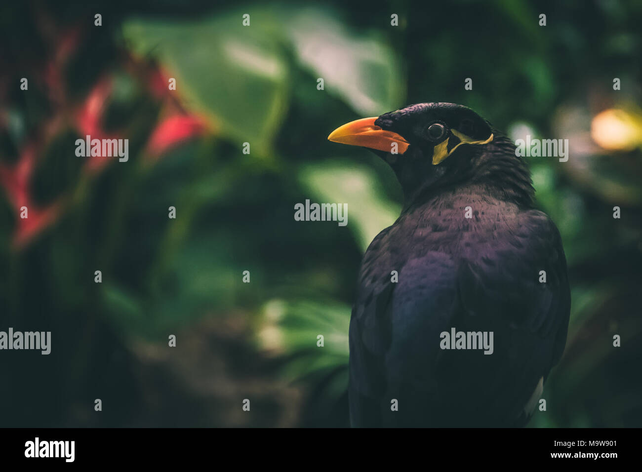 Common Hill Myna with plantation background Stock Photo - Alamy