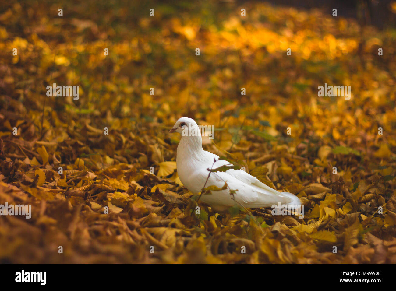 White pigeon standing on a pile of autumn leaves Stock Photo - Alamy