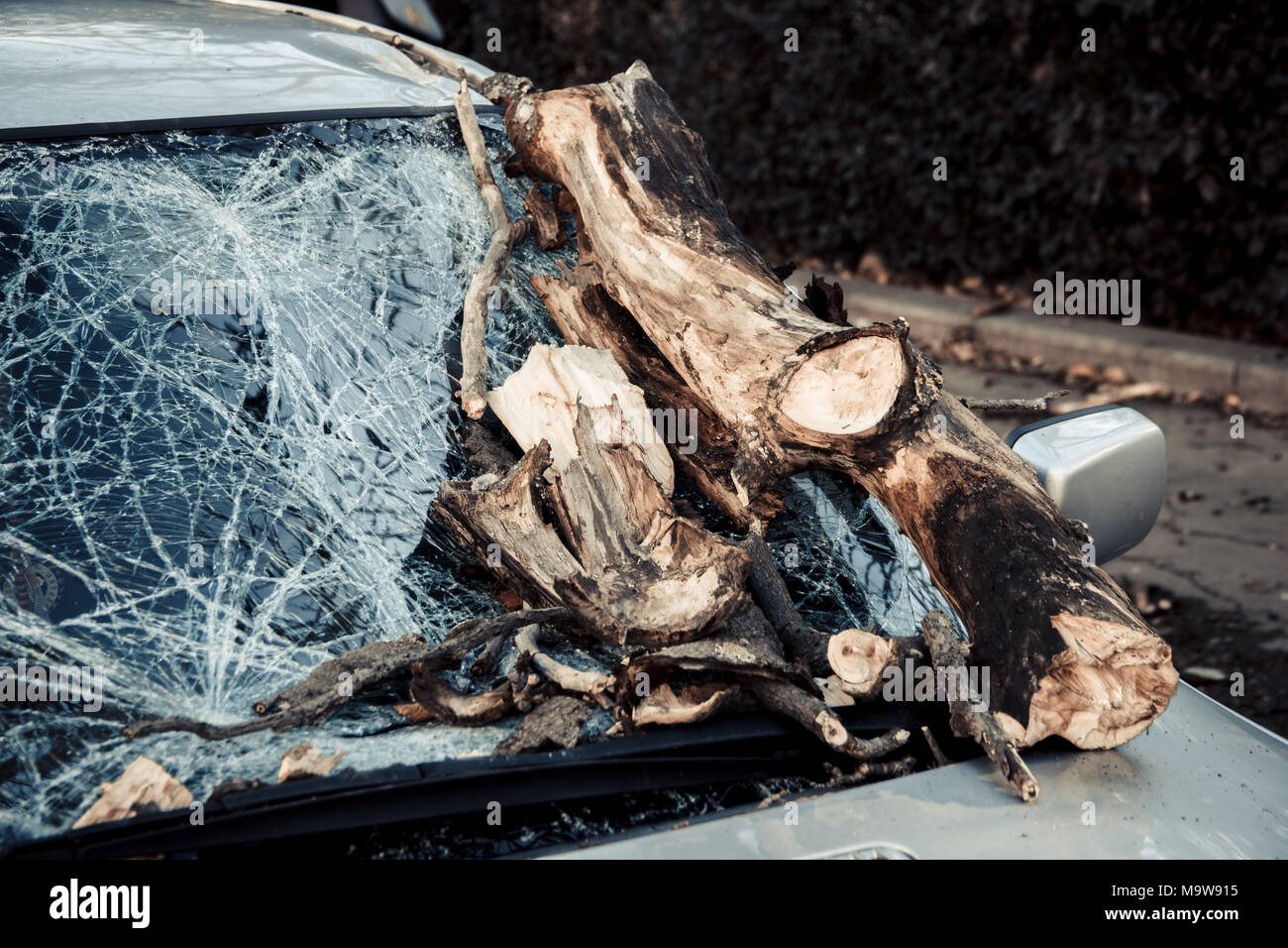 Windscreen damage branch hi-res stock photography and images - Alamy
