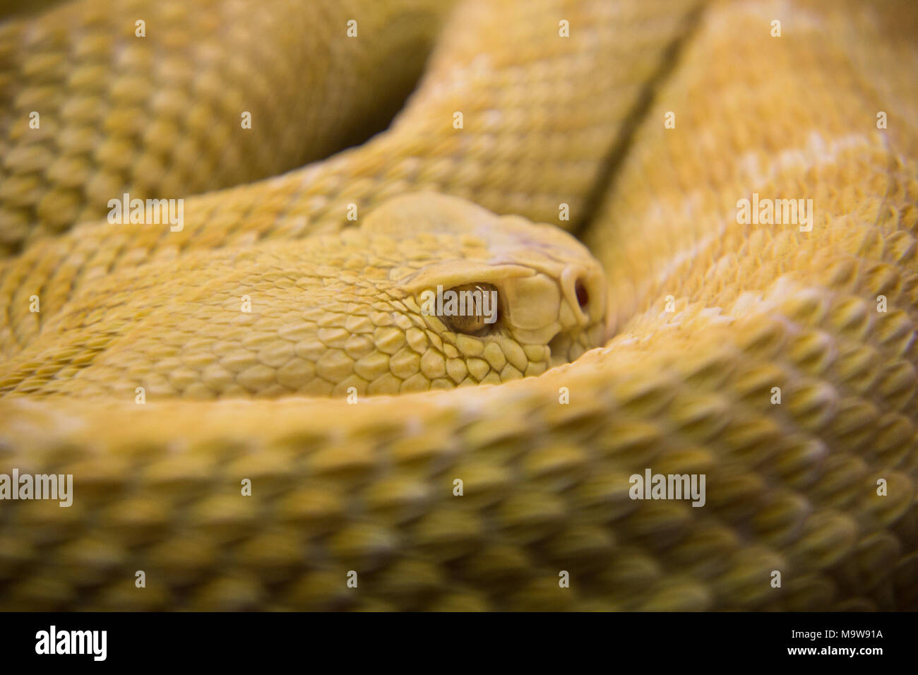 Yellow Snake with detailed skin, staring sharply Stock Photo - Alamy
