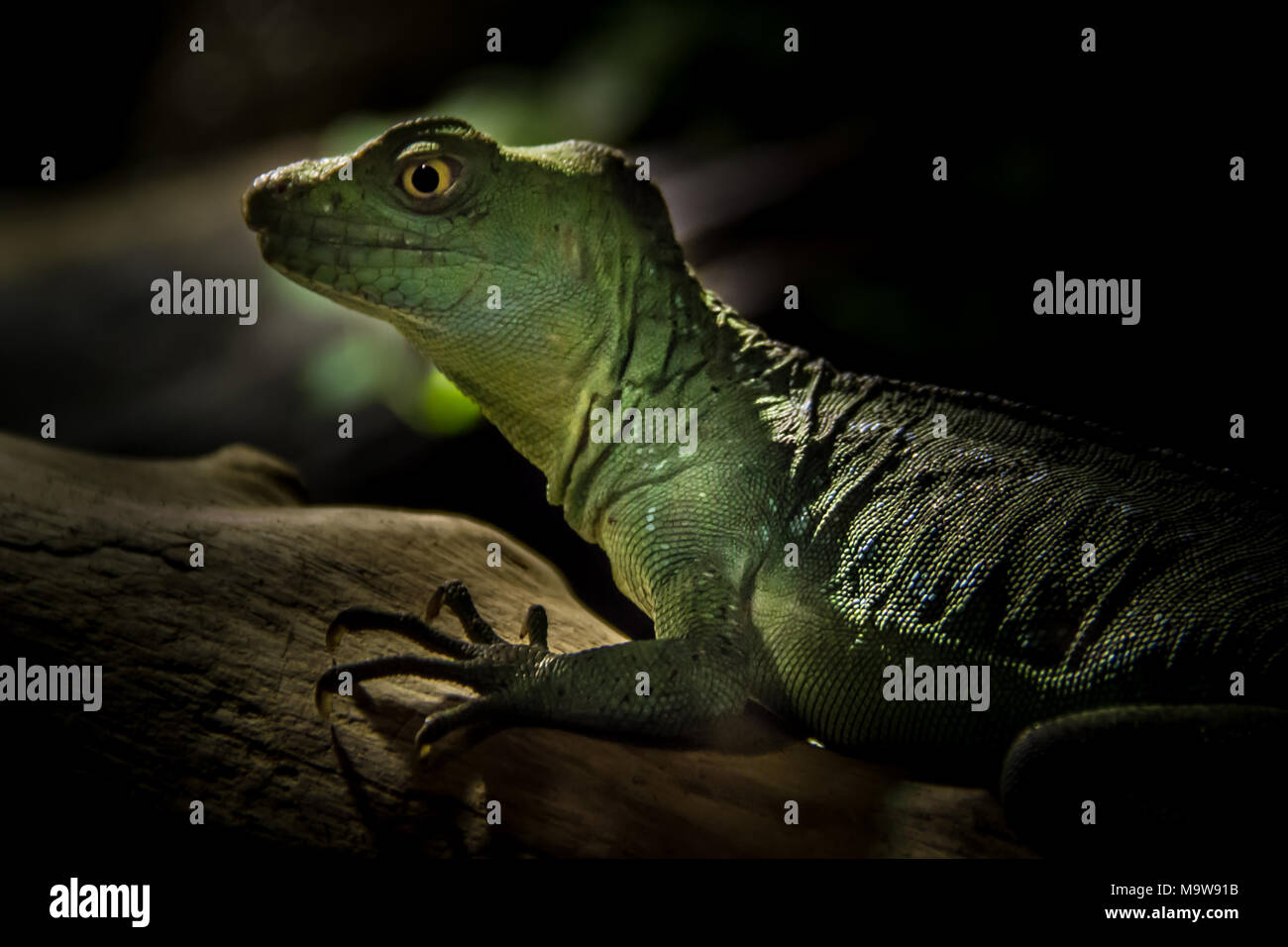Yellow-eyed green lizard with powerful claws Stock Photo - Alamy