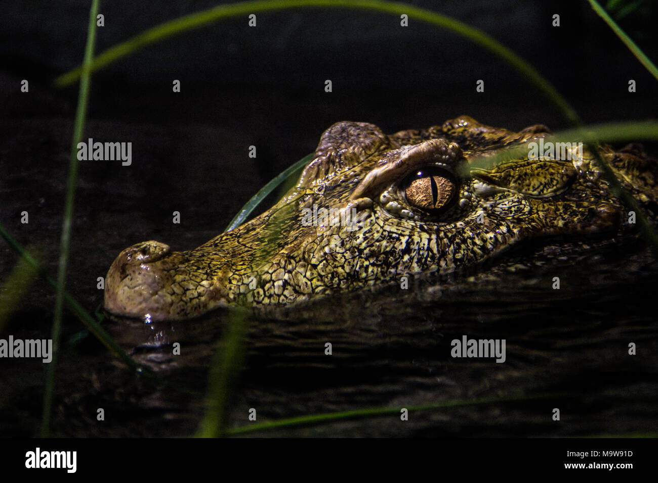 A crocodile waiting for its prey Stock Photo - Alamy