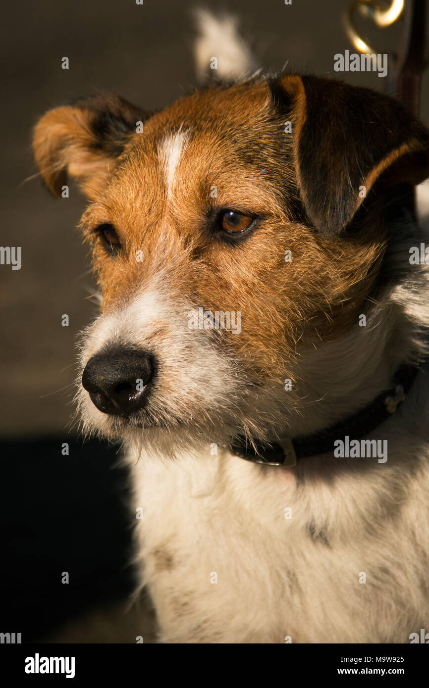Portrait of a cute Jack Russell Terrier Stock Photo - Alamy