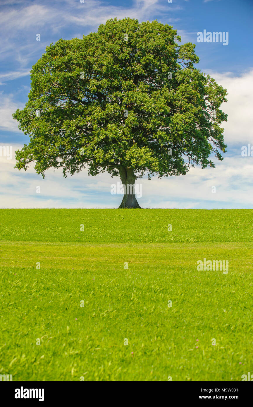 single big oak tree in field with perfect treetop Stock Photo - Alamy