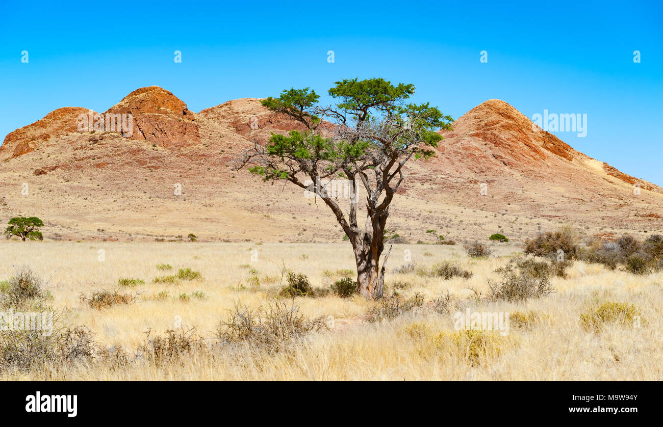 single acacia in the namib desert namibia africa Stock Photo - Alamy