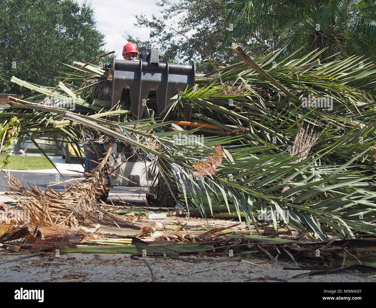 Stump from Palm Tree Damaged by Hurricane Irma, Florida 2017 ...