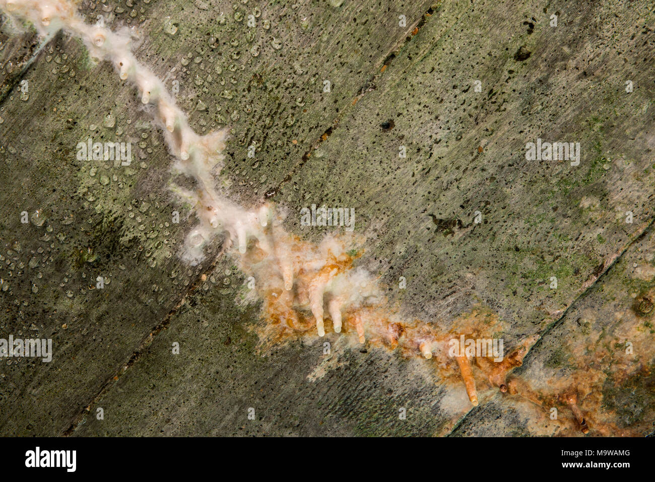 Stalactite on concrete inside World War one bunkers in Verdun Stock ...