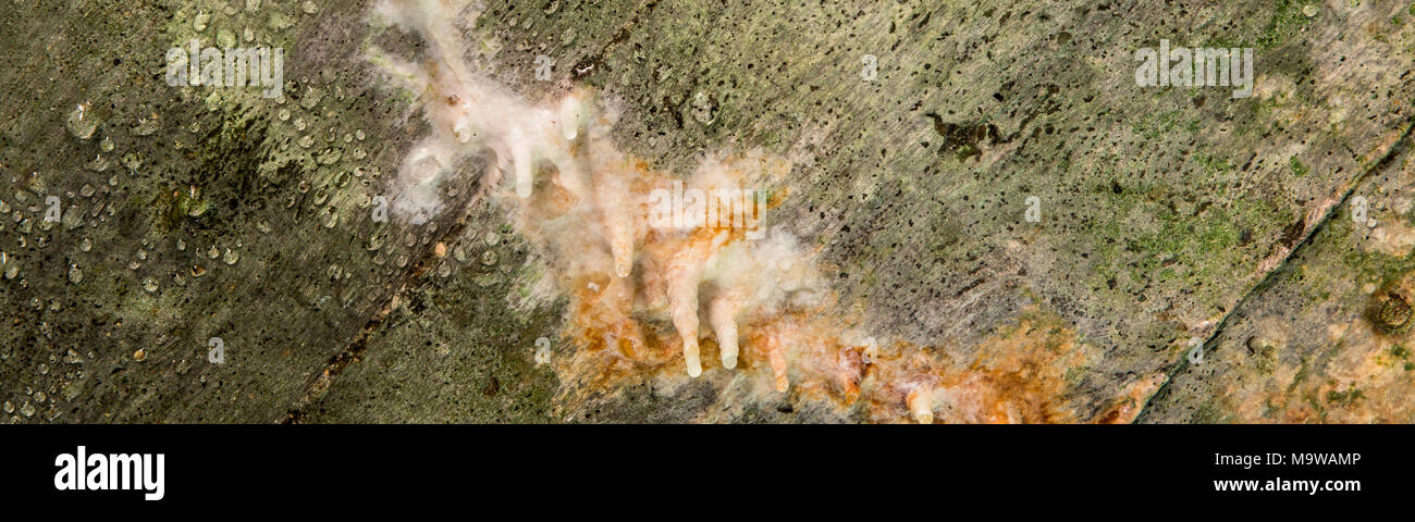 Stalactite on concrete inside World War one bunkers in Verdun Stock ...