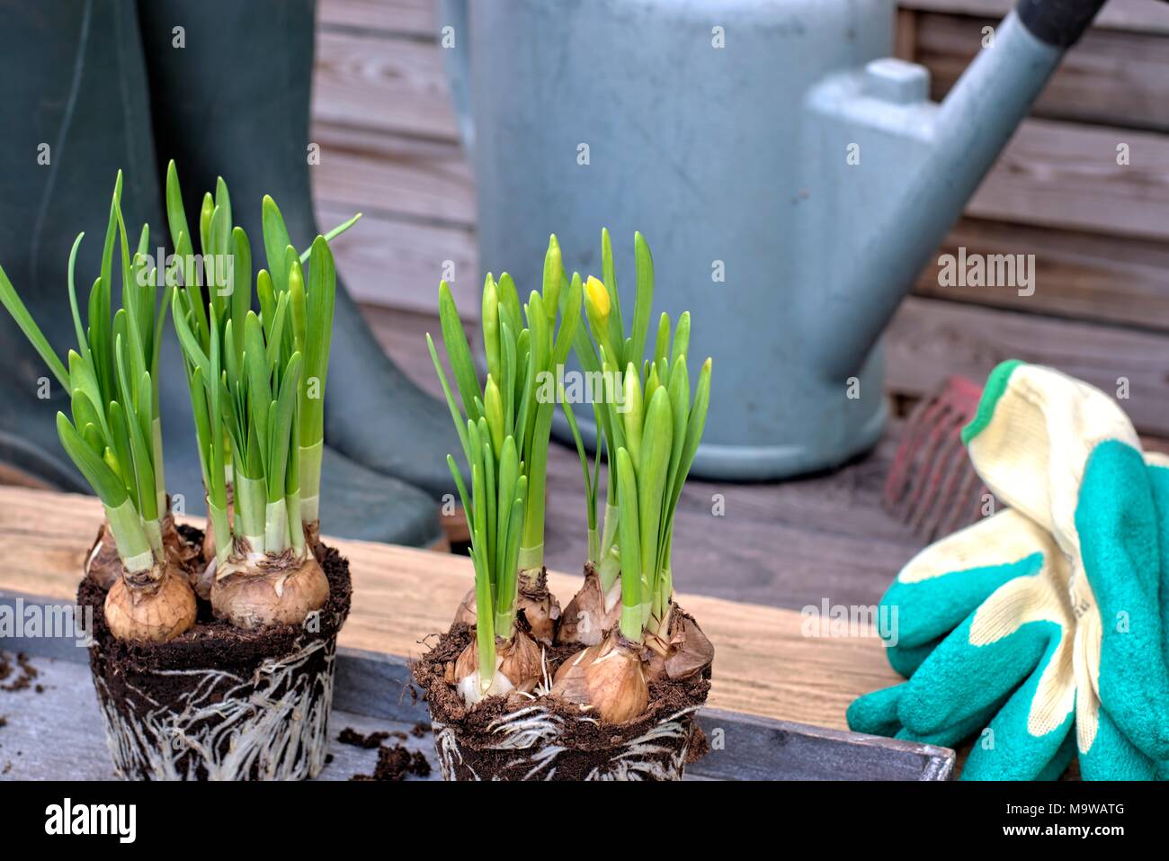 Gardening, cultivation,environment and care of plants concept ...