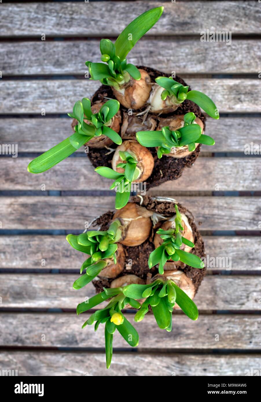 Gardening, cultivation,environment and care of plants concept ...