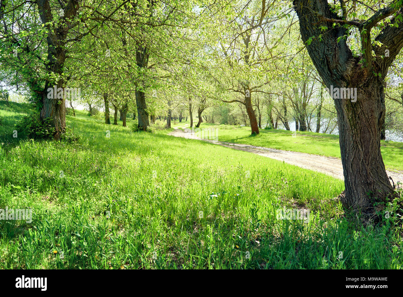 spring forest at sunny day, bright light and shadows on the grass ...