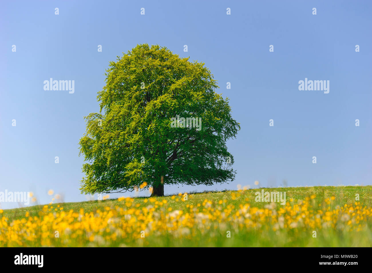 single big beech tree in field with perfect treetop Stock Photo - Alamy