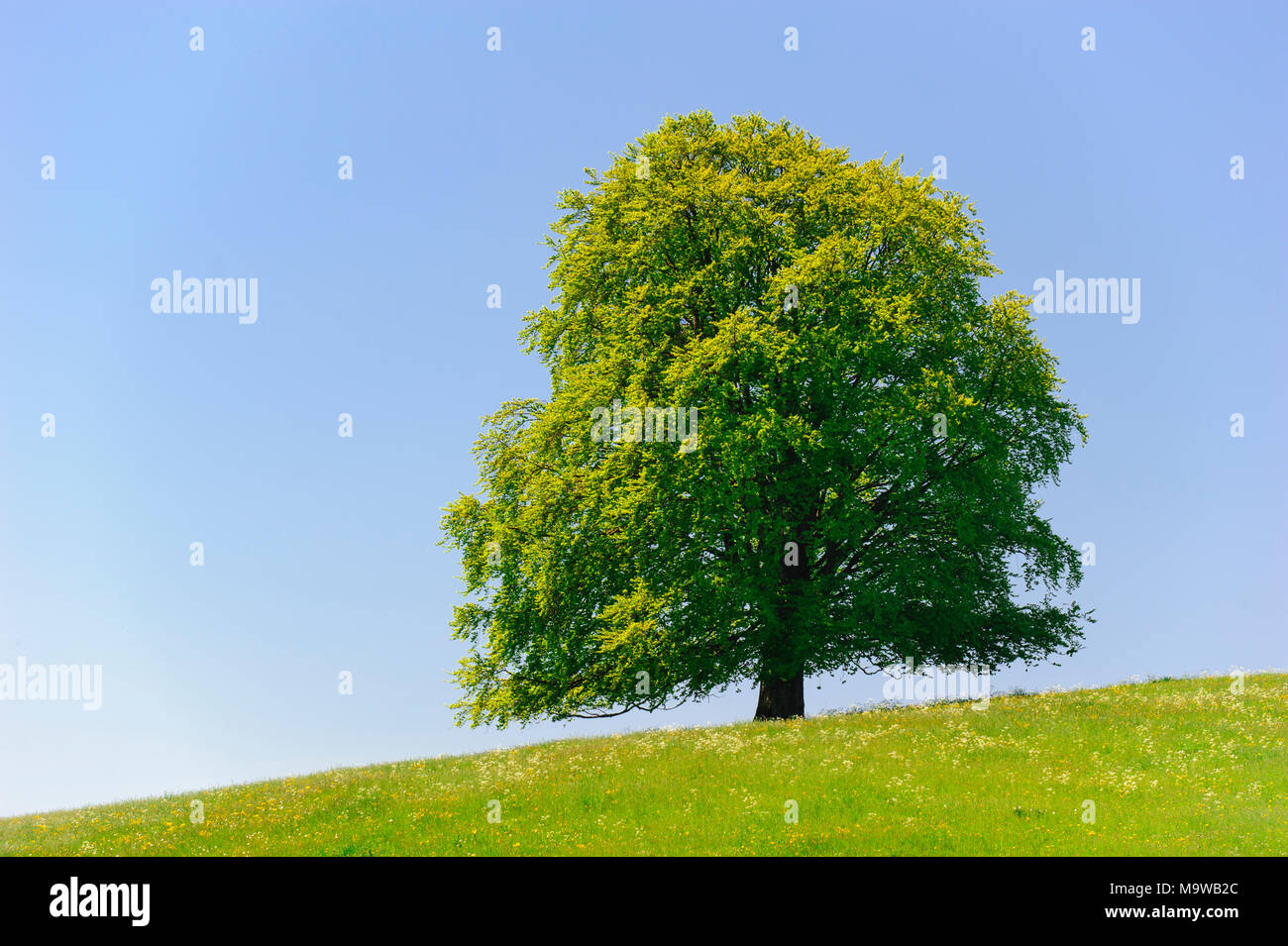 single big beech tree in field with perfect treetop Stock Photo - Alamy