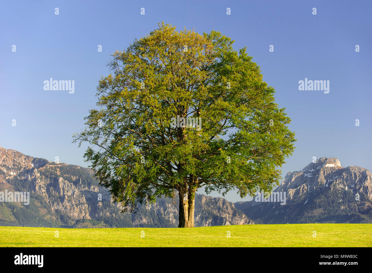 single big beech tree in field with perfect treetop Stock Photo - Alamy
