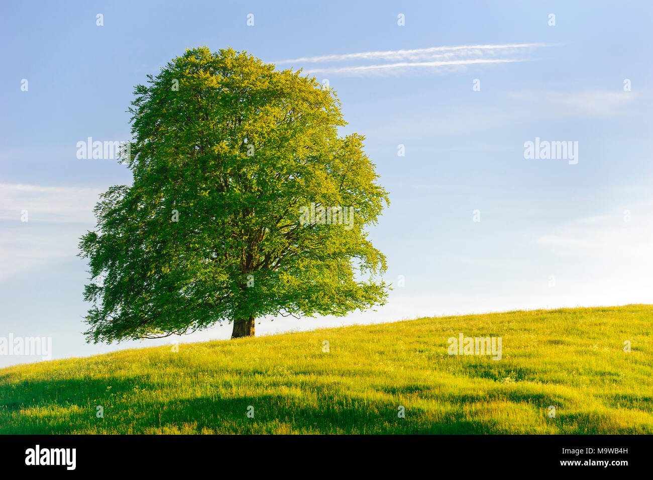 single big beech tree in field with perfect treetop Stock Photo - Alamy