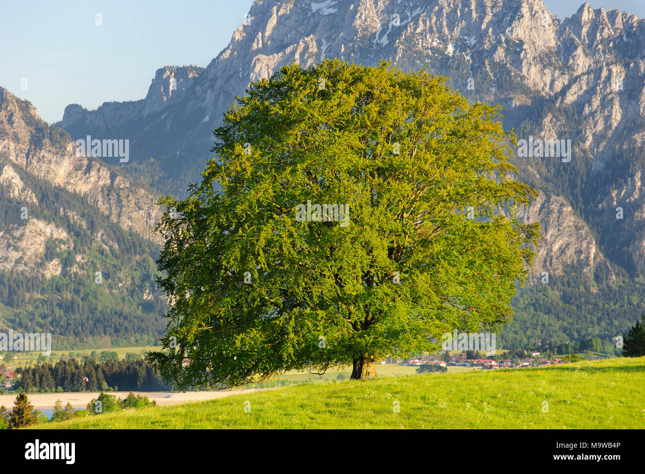 single big beech tree in field with perfect treetop Stock Photo - Alamy