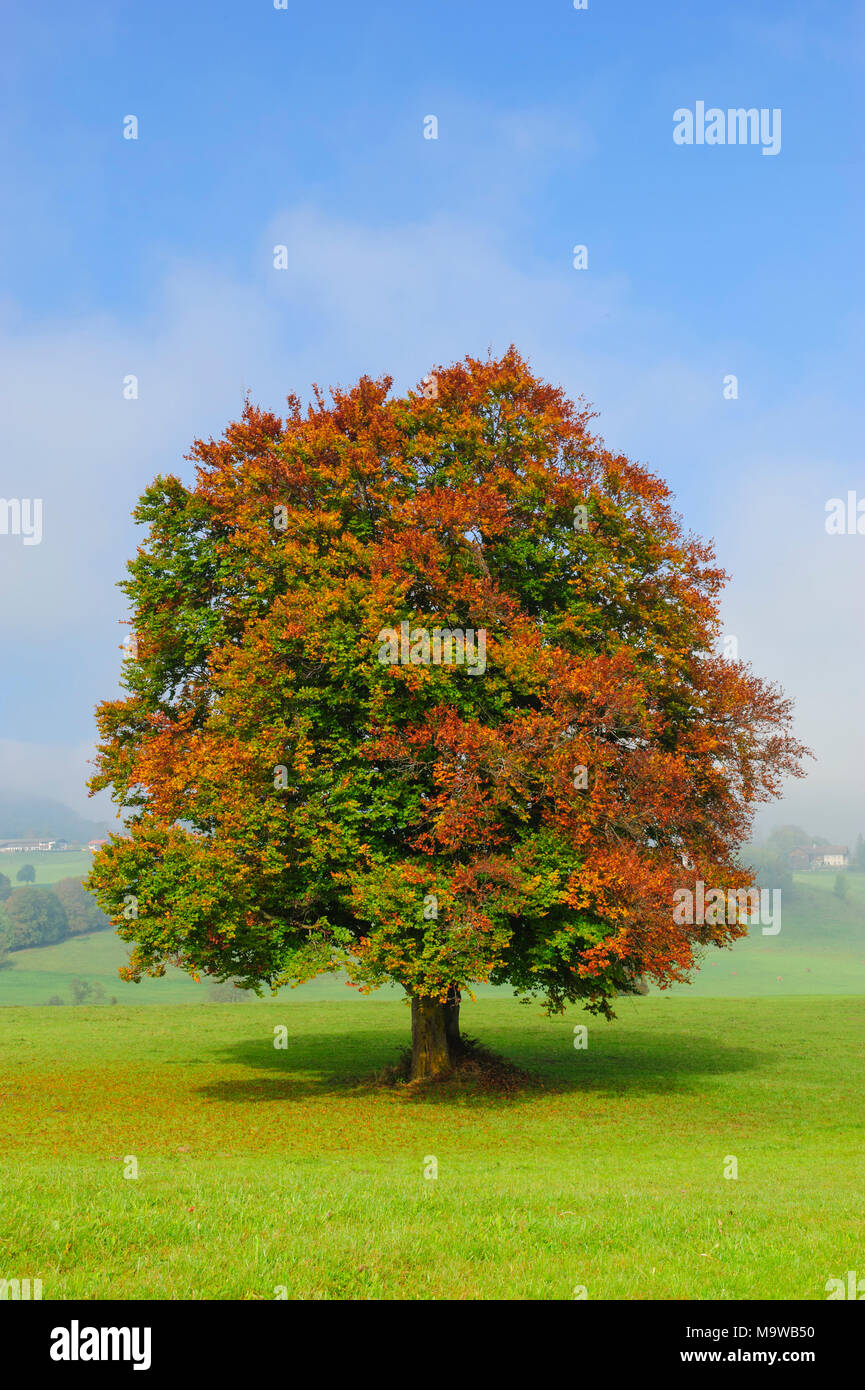 single big beech tree in field with perfect treetop Stock Photo - Alamy