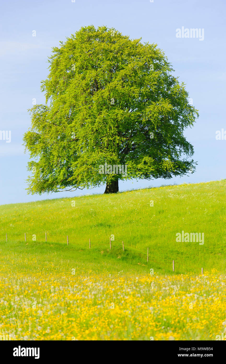 single big beech tree in field with perfect treetop Stock Photo - Alamy