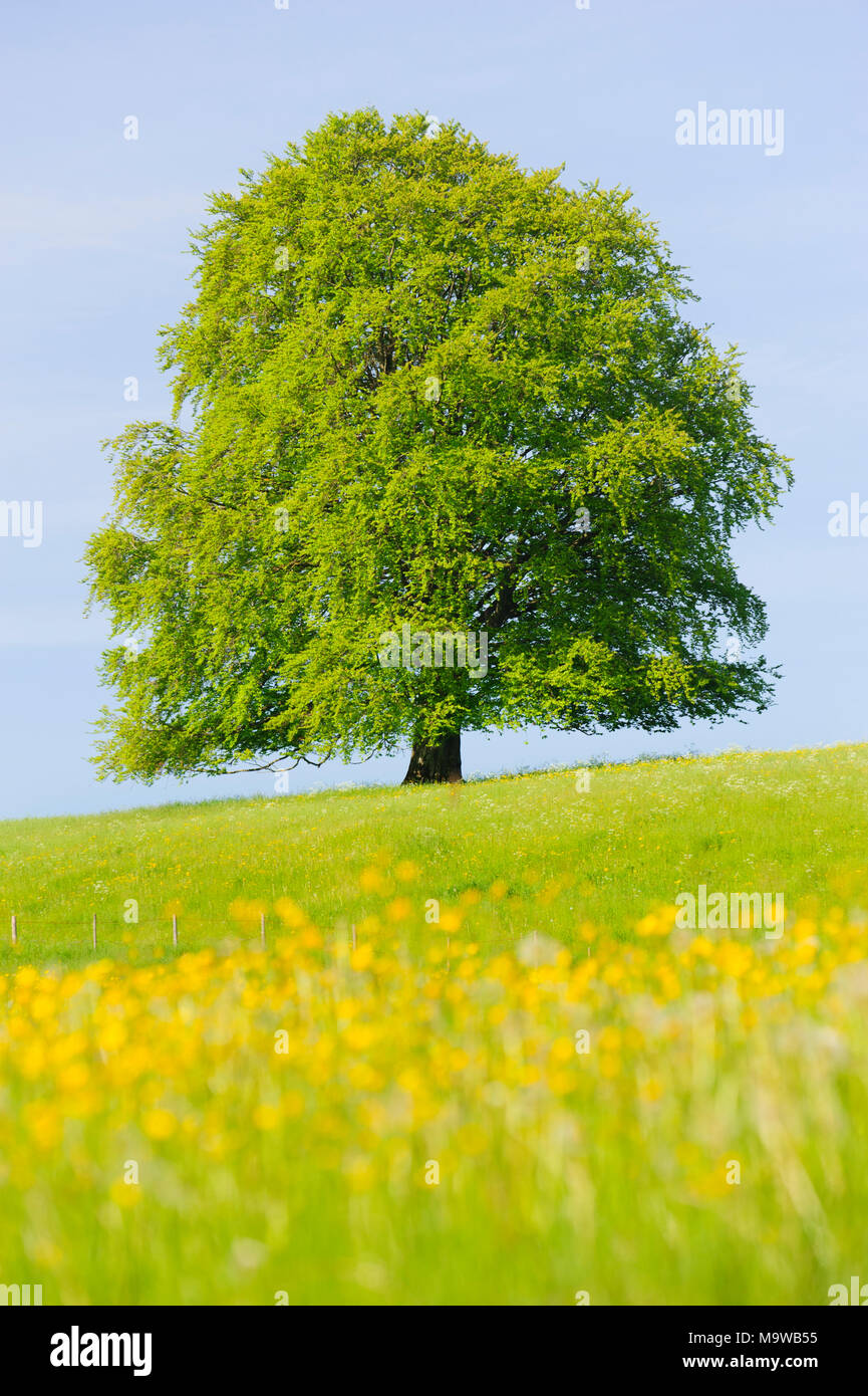 single big beech tree in field with perfect treetop Stock Photo - Alamy