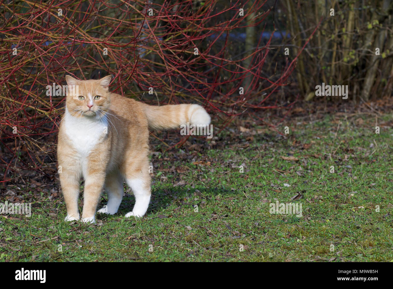 Ginger tom cat tail hi-res stock photography and images - Alamy
