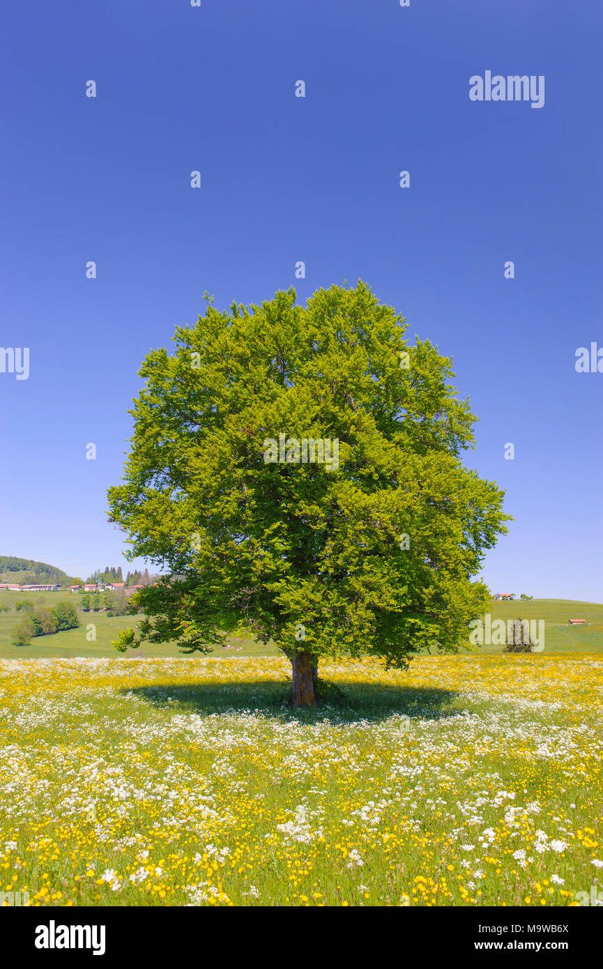single big beech tree in field with perfect treetop Stock Photo - Alamy