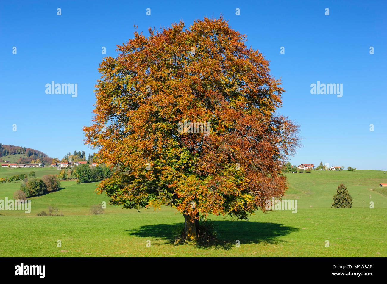 single big beech tree in field with perfect treetop Stock Photo - Alamy