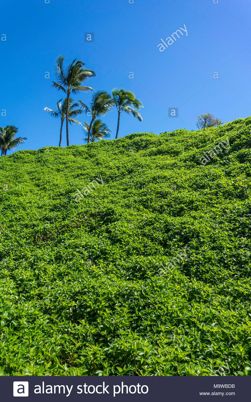 Lush Green Tree High Resolution Stock Photography and Images - Alamy
